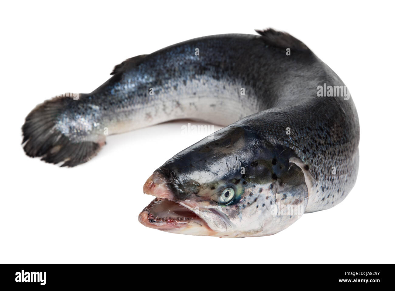fish, salmon, isolated, fish, silver, angle, diet, raw, spotted, salmon ...