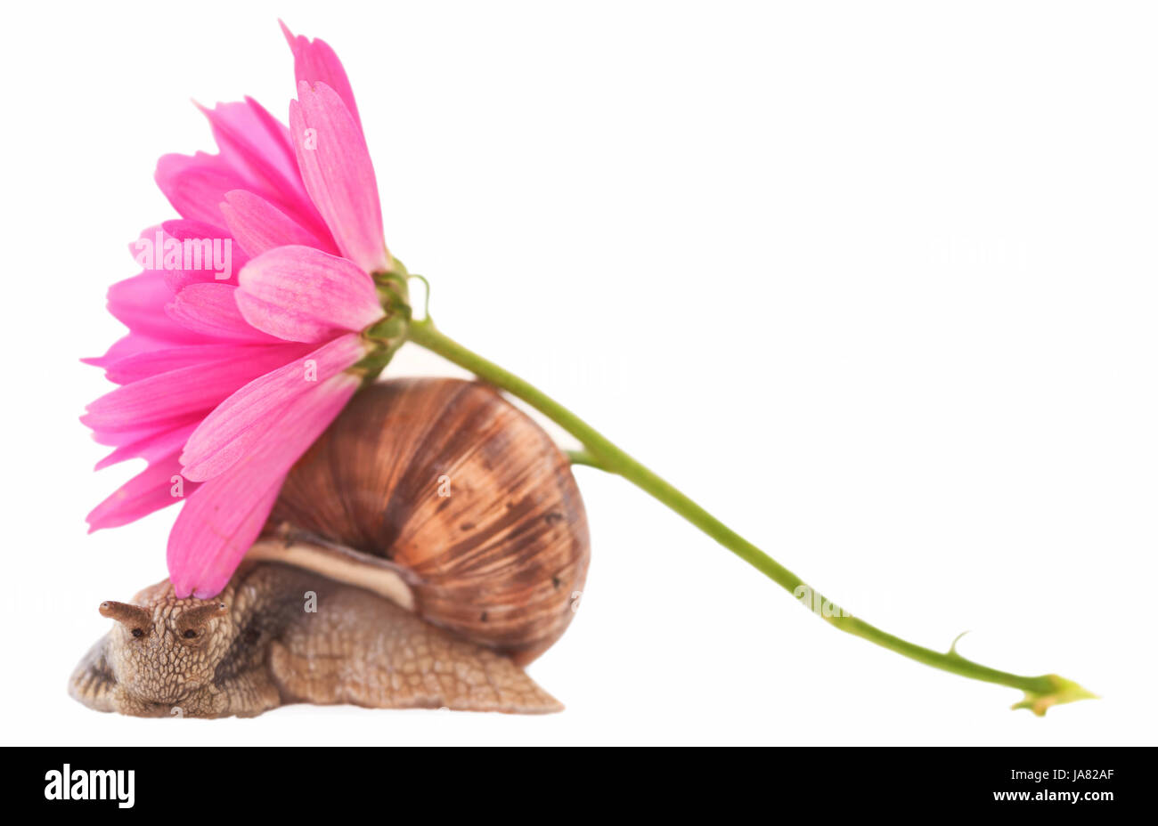 house, building, flower, plant, gift, snail, edible snail, snail shell ...