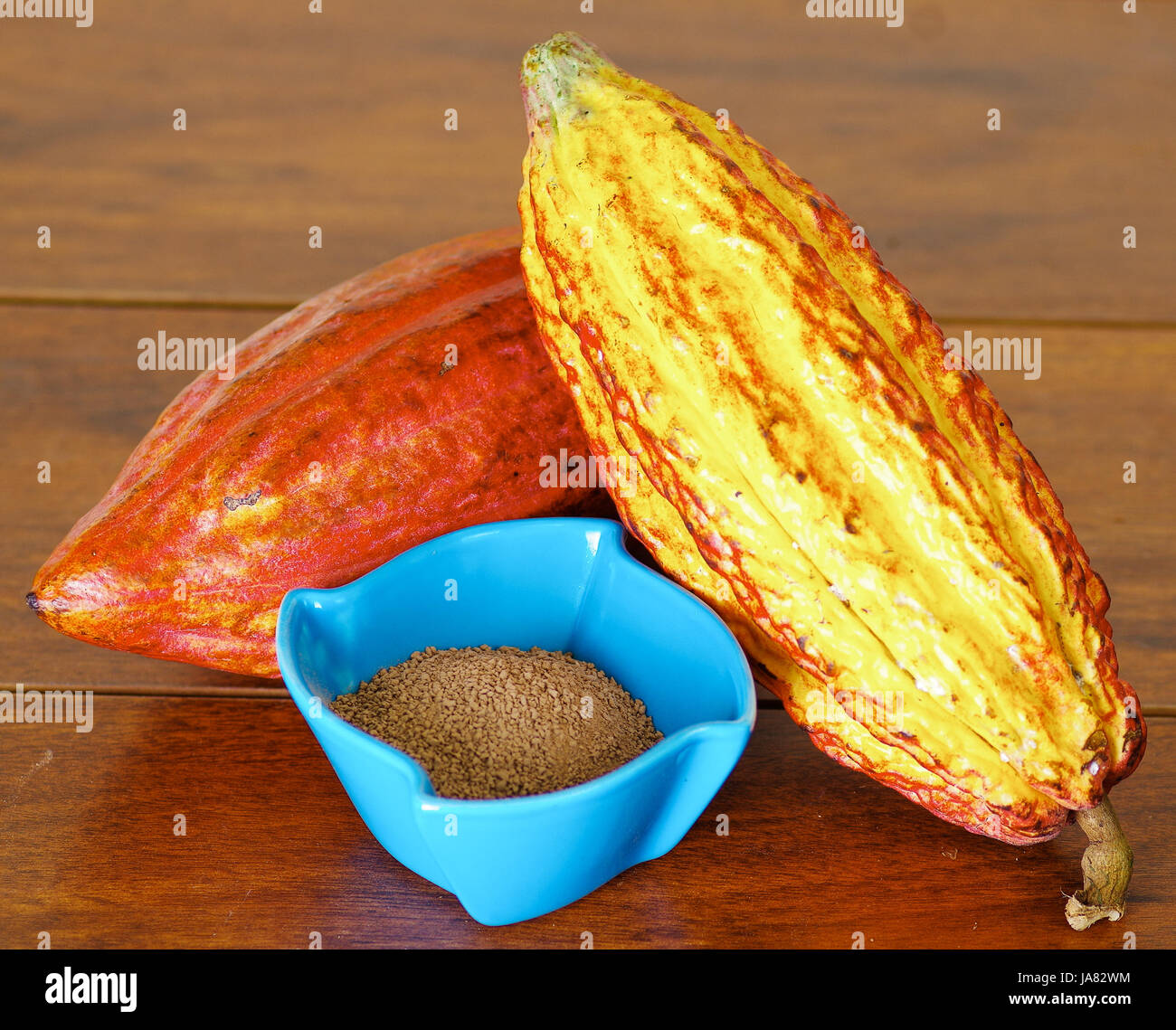 Close up of a fresh cocoa pods and powder cacao inside of a blue ...