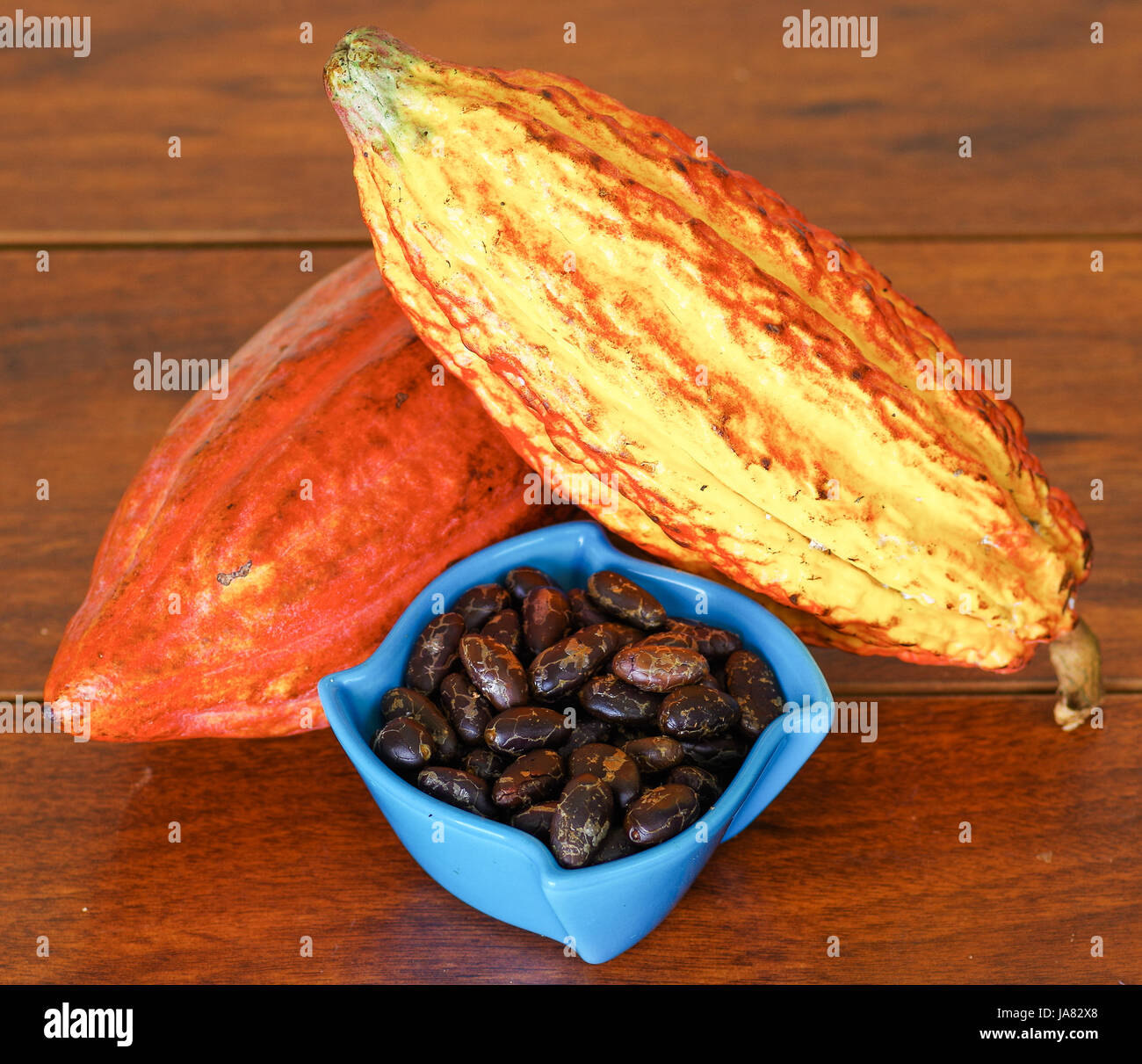 Close up of a fresh cocoa pods and beans inside of a blue plastic bowl ...