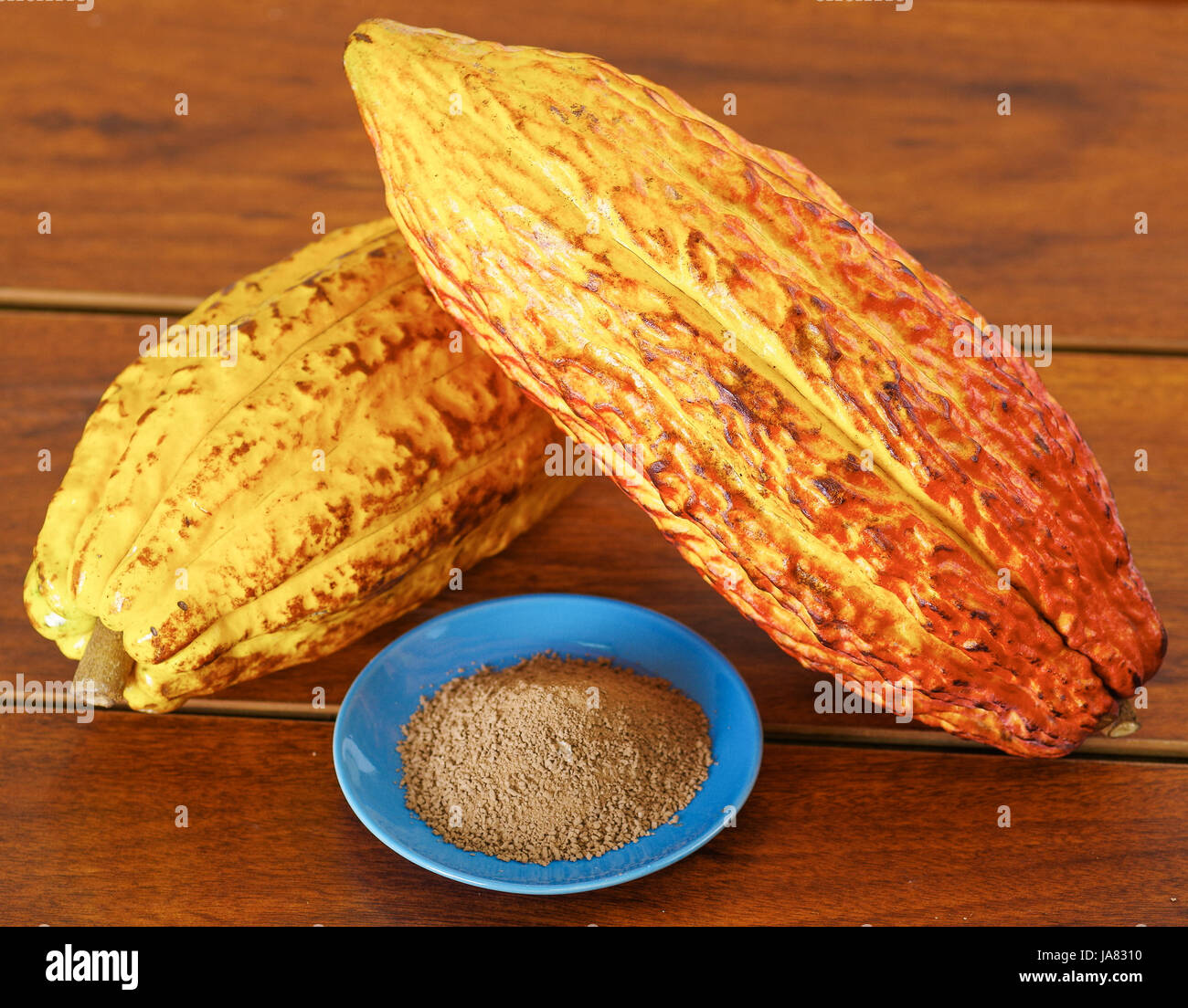 Close up of a fresh cocoa pods and powder cacao inside of a blue ...