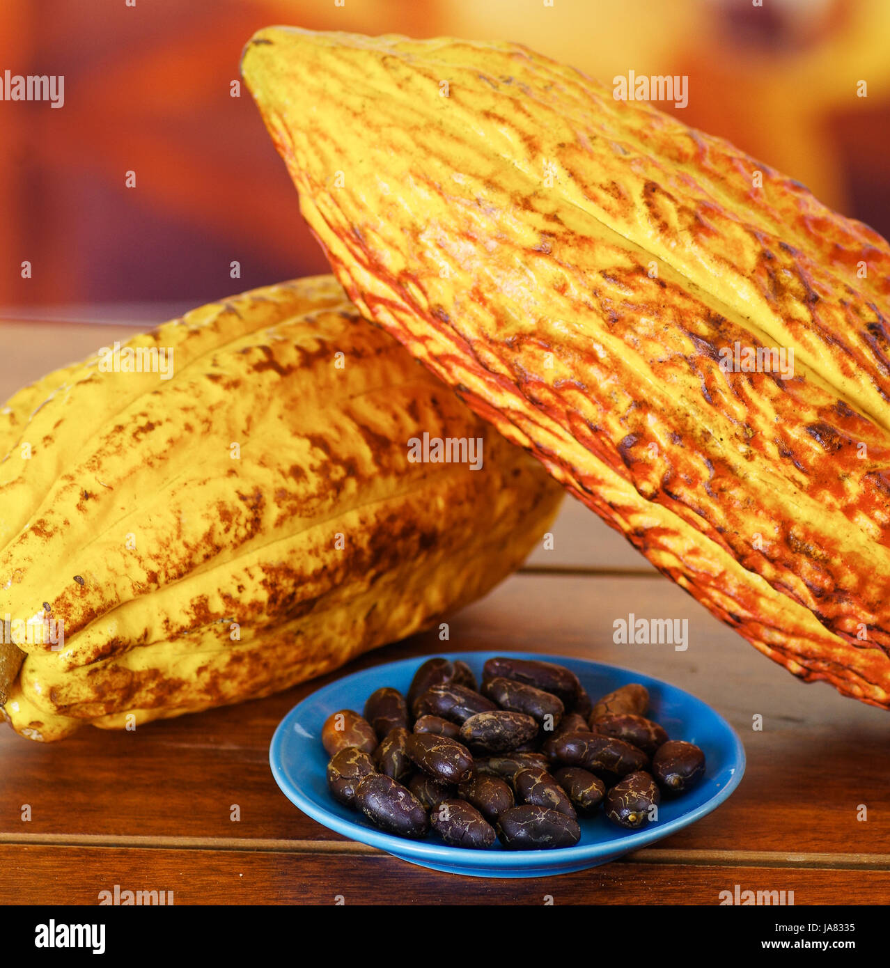 Close up of a fresh cocoa pods and beans inside of a blue plastic bowl ...