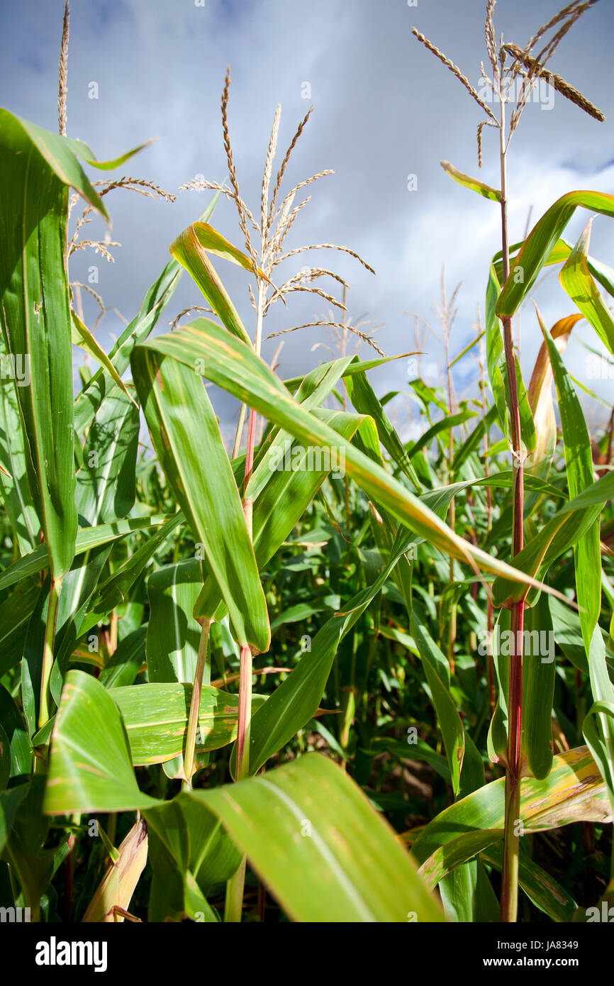 agriculture, farming, field, corn, harvest, grain, cereal, agrarian ...