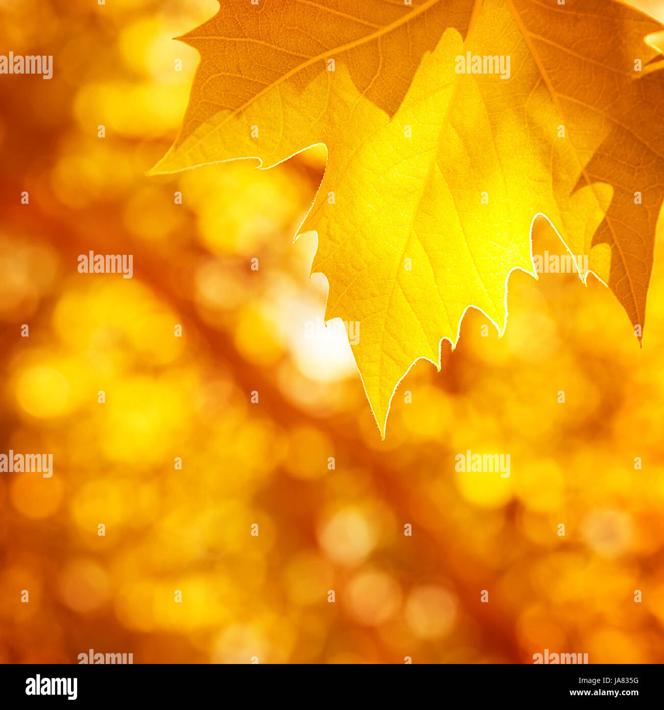 park, leaves, shine, shines, bright, lucent, light, serene, luminous ...