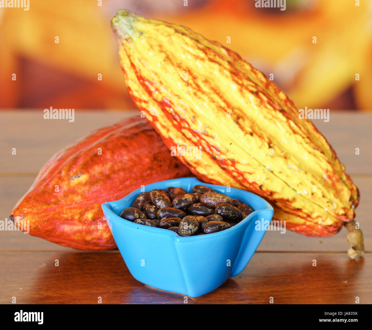 Fresh cocoa pods and dark dry cocoa bean inside of a blue plastic bowl ...