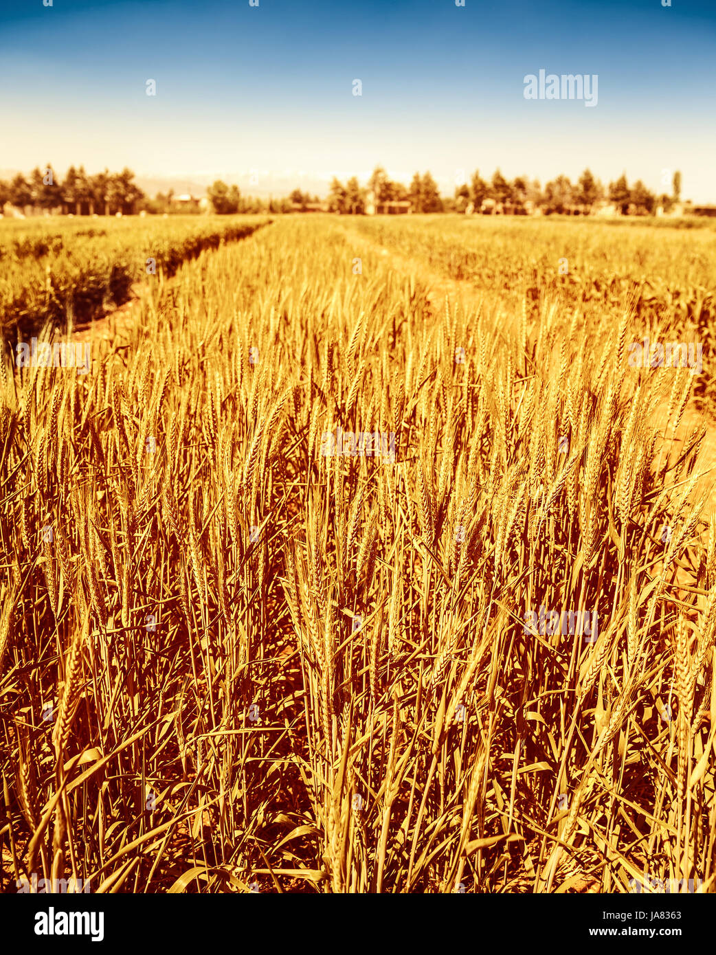 field, ripe, harvest, golden, wheat, landscape, scenery, countryside ...