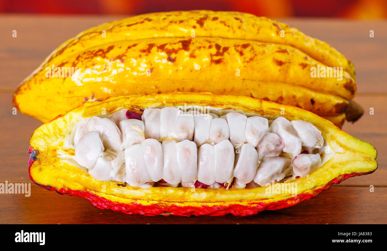 Close up of a fresh cocoa beans in a cocoa pods on wooden table Stock ...