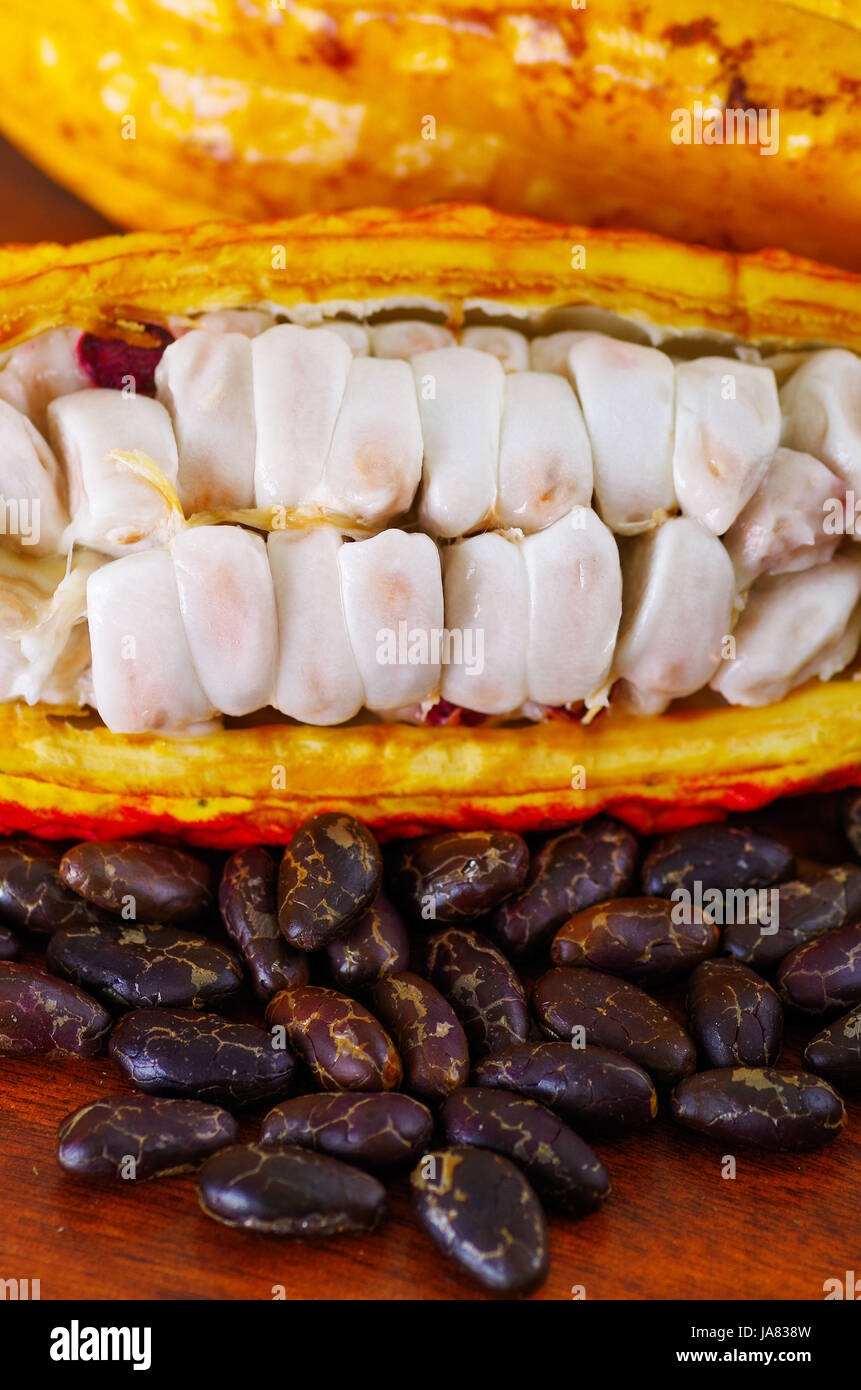 Close up of a fresh cocoa beans in a cocoa pods and dark dry cocoa bean ...