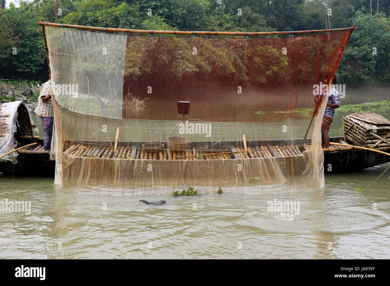 Otter fishing bangladesh hi-res stock photography and images - Alamy