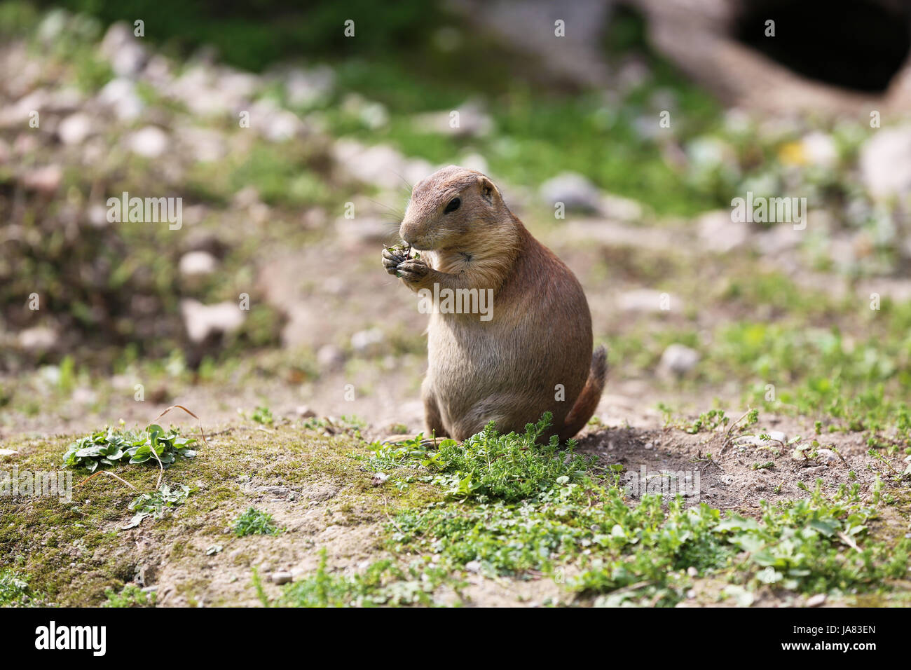 wildlife, to gorge, engulf, devour, food, dish, meal, paws, animal ...