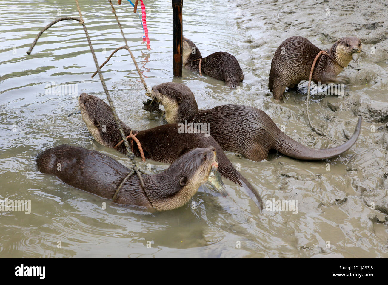 Trained otter using in the traditional otter fishing at Chitra River in ...