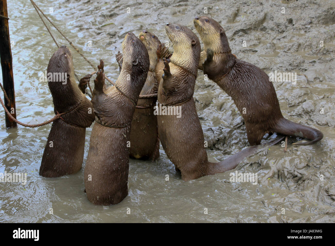 Trained otter using in the traditional otter fishing at Chitra River in ...