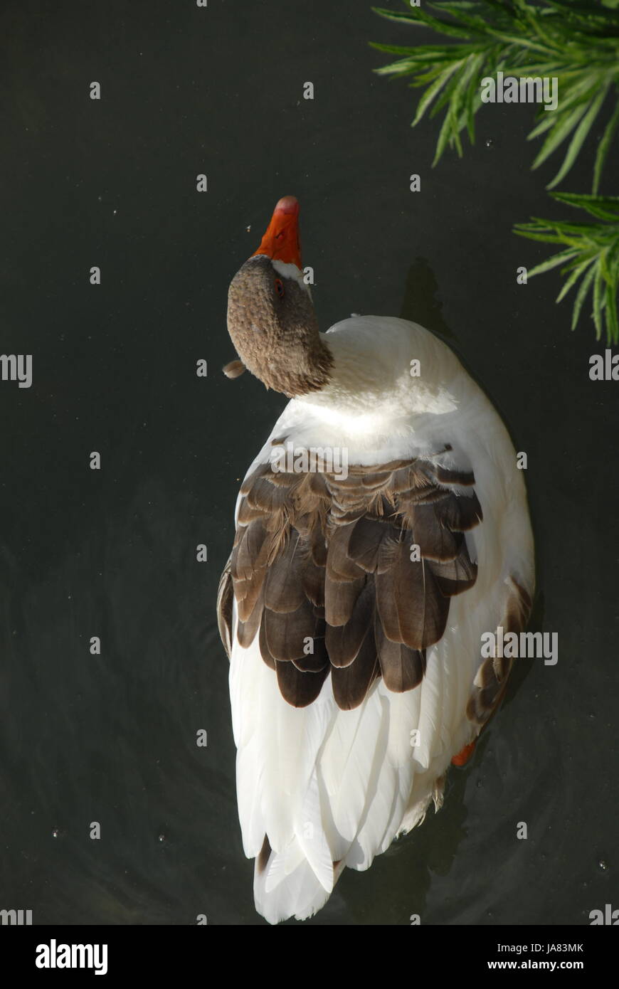 geese, salt water, sea, ocean, water, swimming, swiming, swim, swims ...