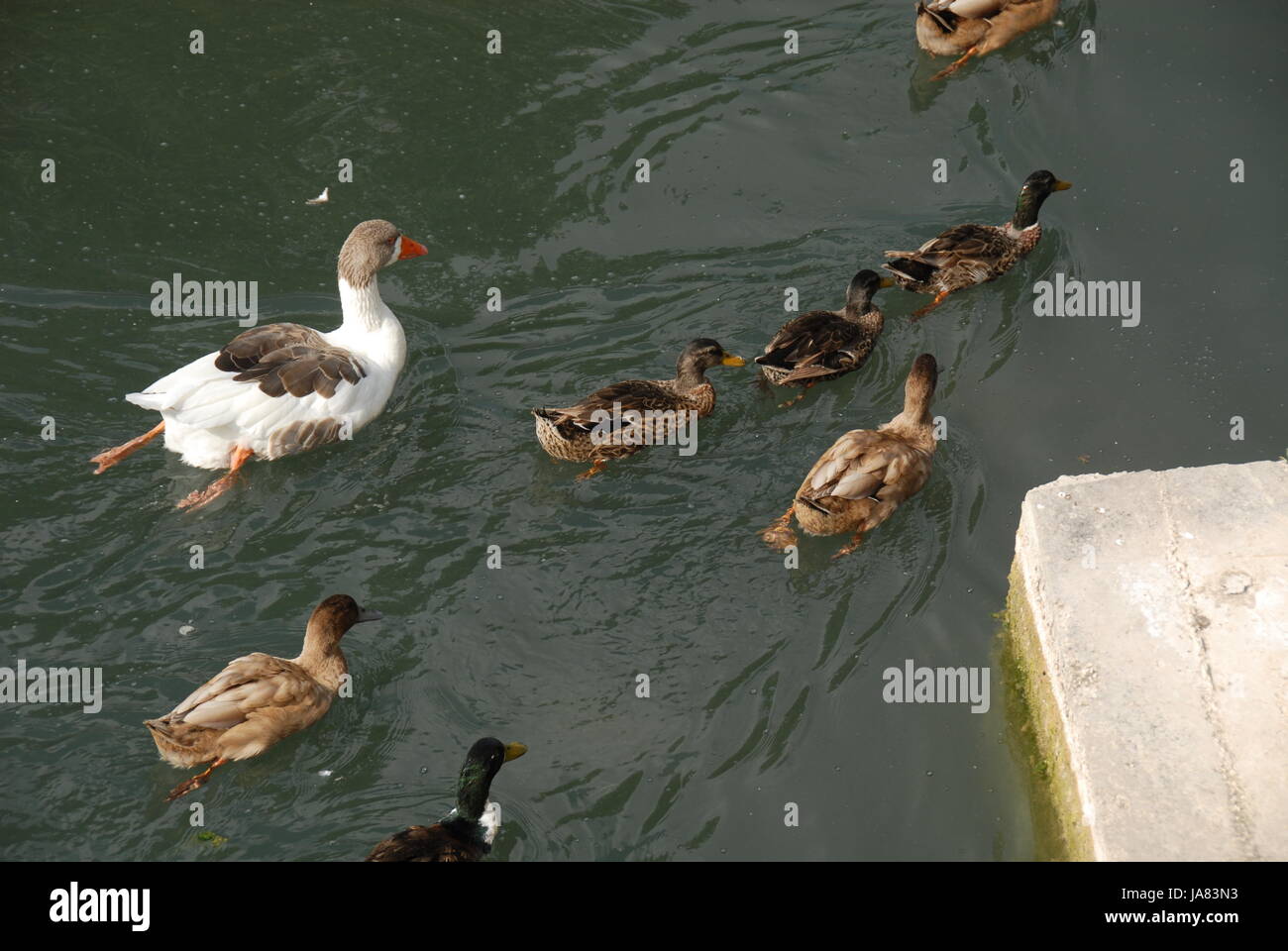 geese, salt water, sea, ocean, water, swimming, swiming, swim, swims ...