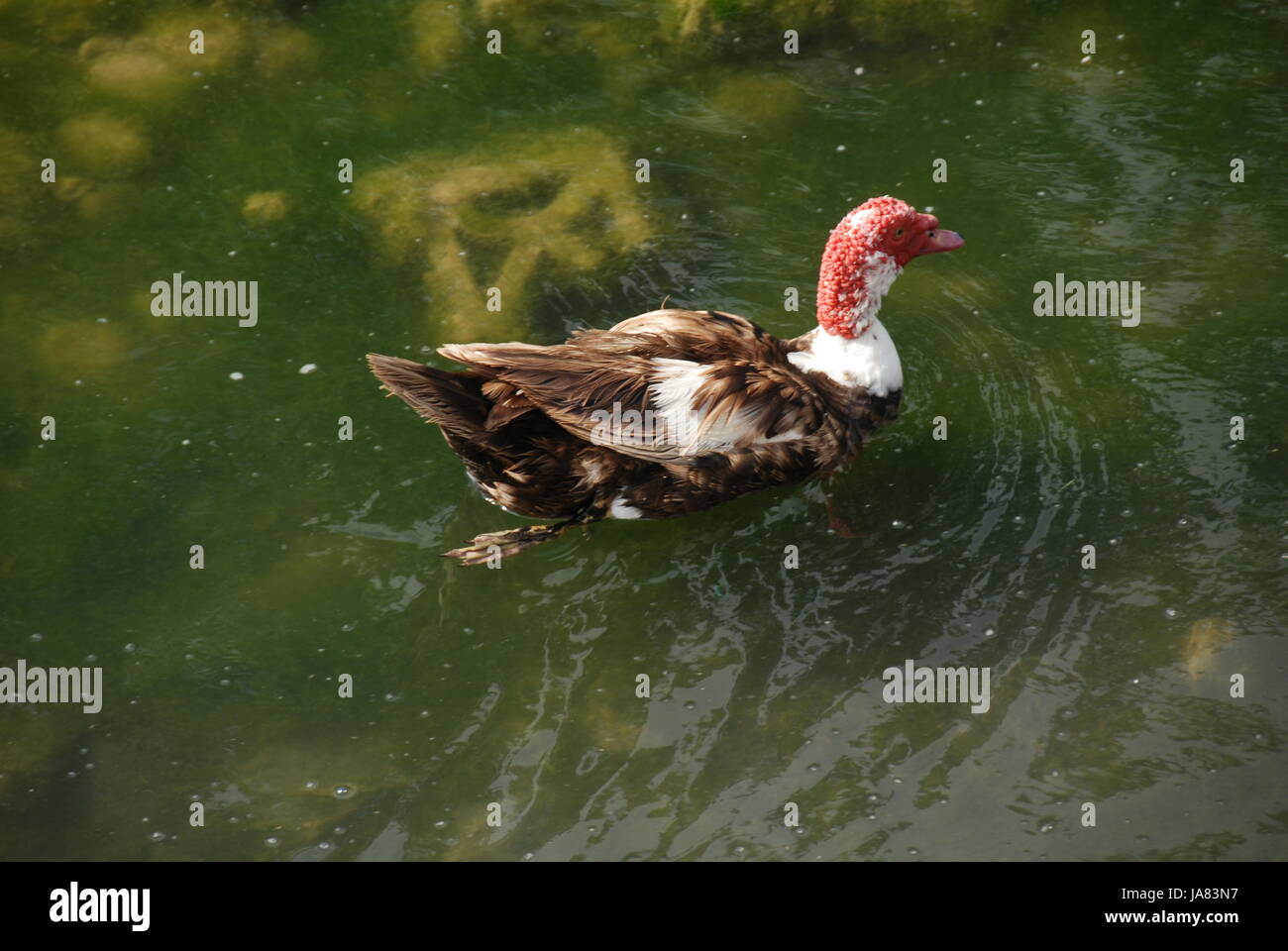 geese, salt water, sea, ocean, water, swimming, swiming, swim, swims ...