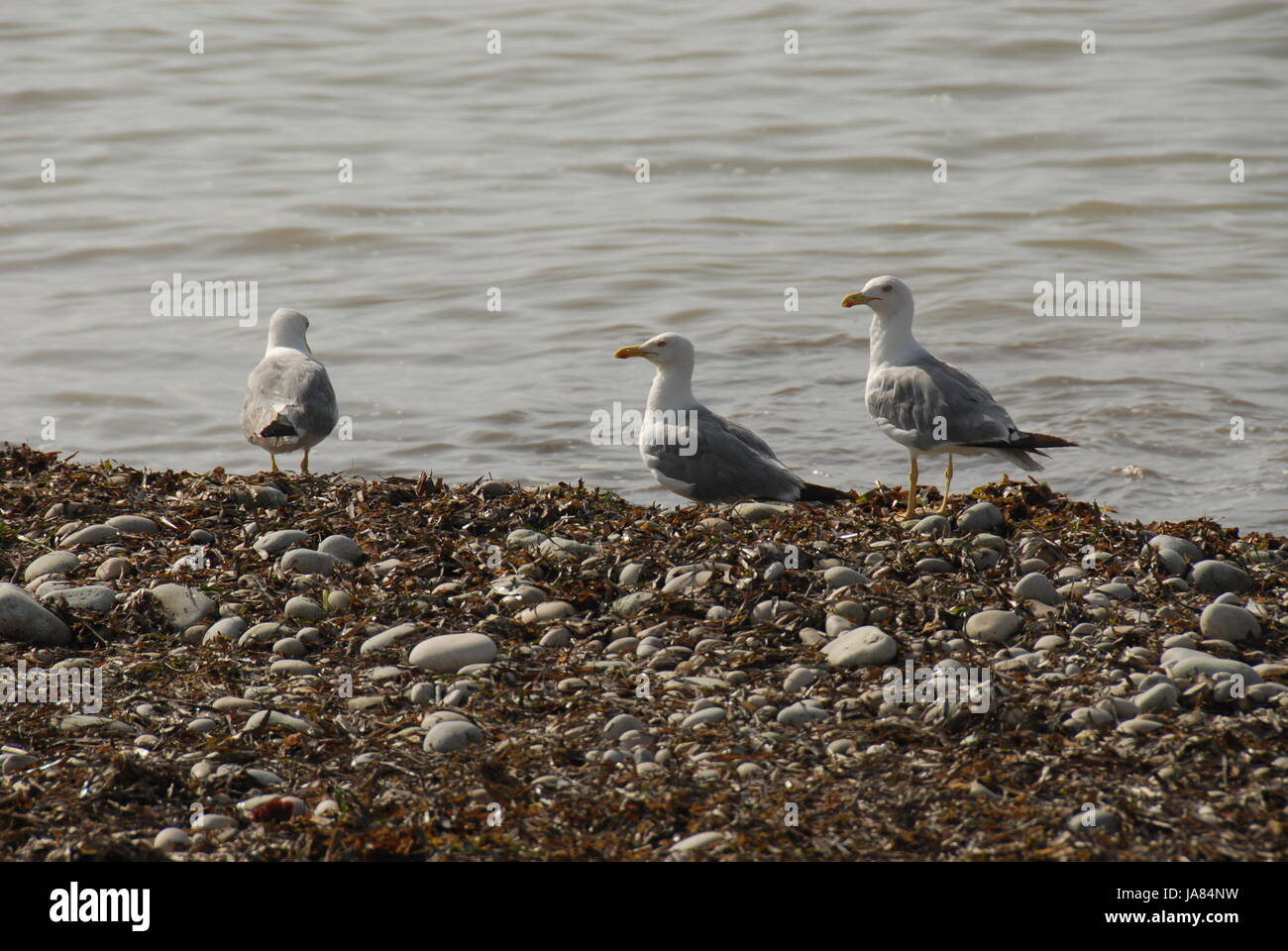 spain, water, mediterranean, salt water, sea, ocean, wing, fly, flies ...