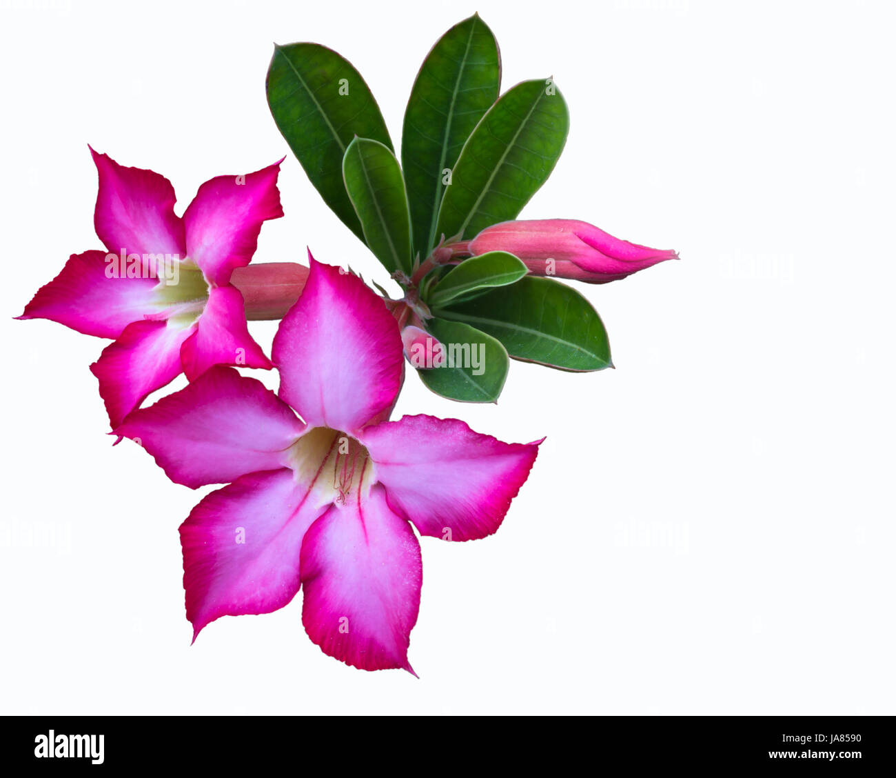 beautiful, beauteously, nice, leaf, isolated, colour, closeup, park ...