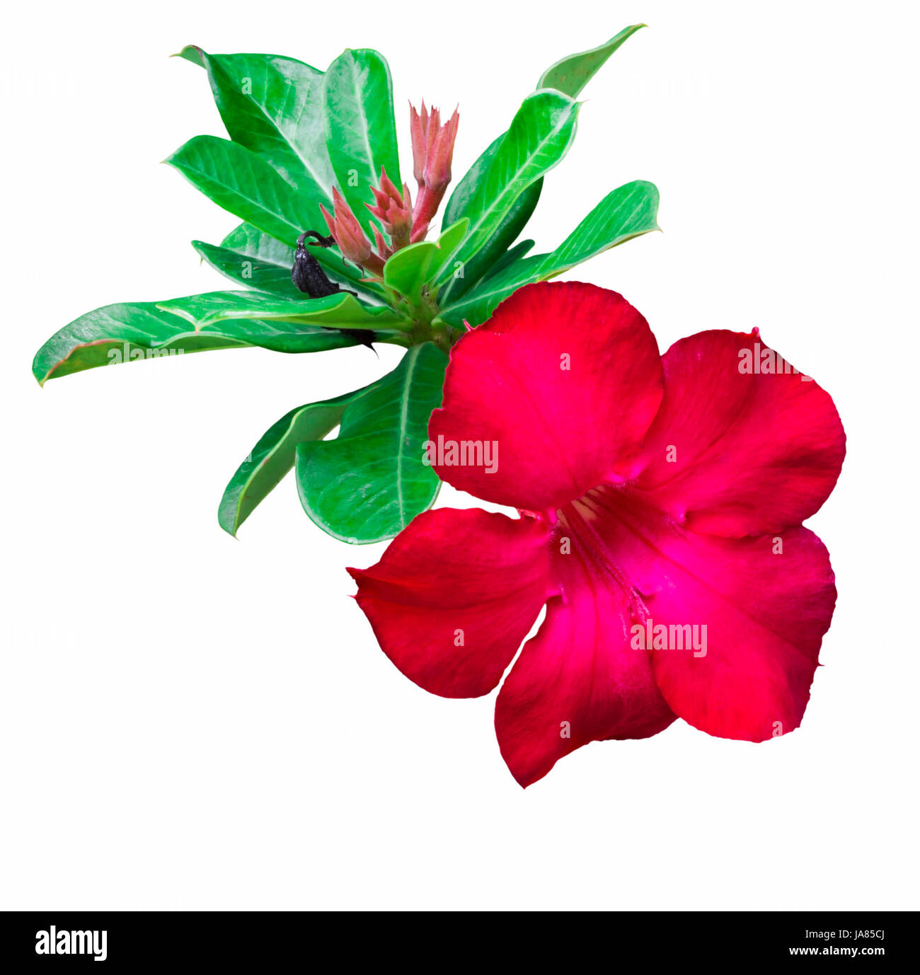 beautiful, beauteously, nice, leaf, isolated, colour, closeup, park ...
