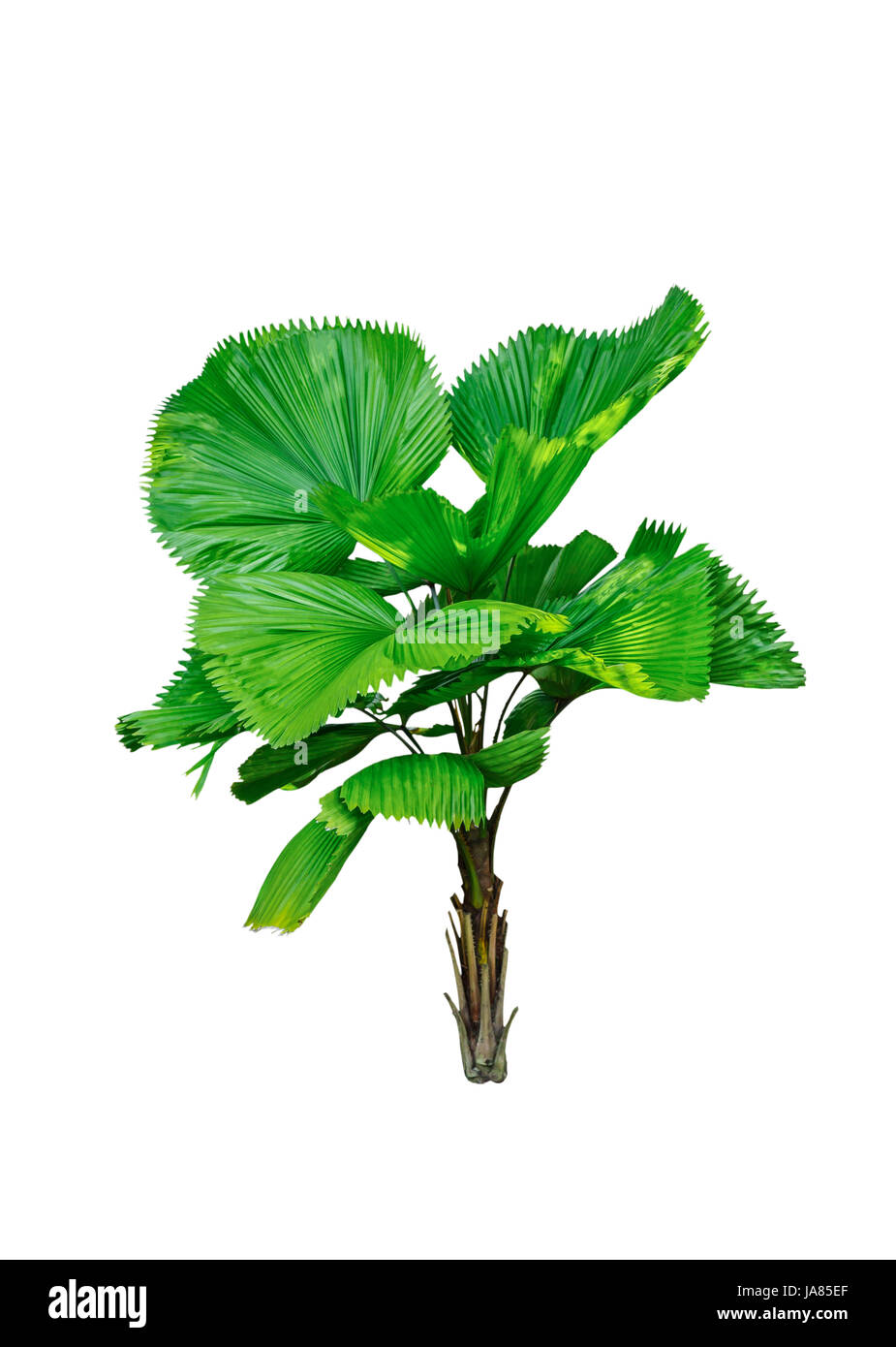 leaf, isolated, tree, palm, plant, leaf, isolated, tree, garden, wild ...