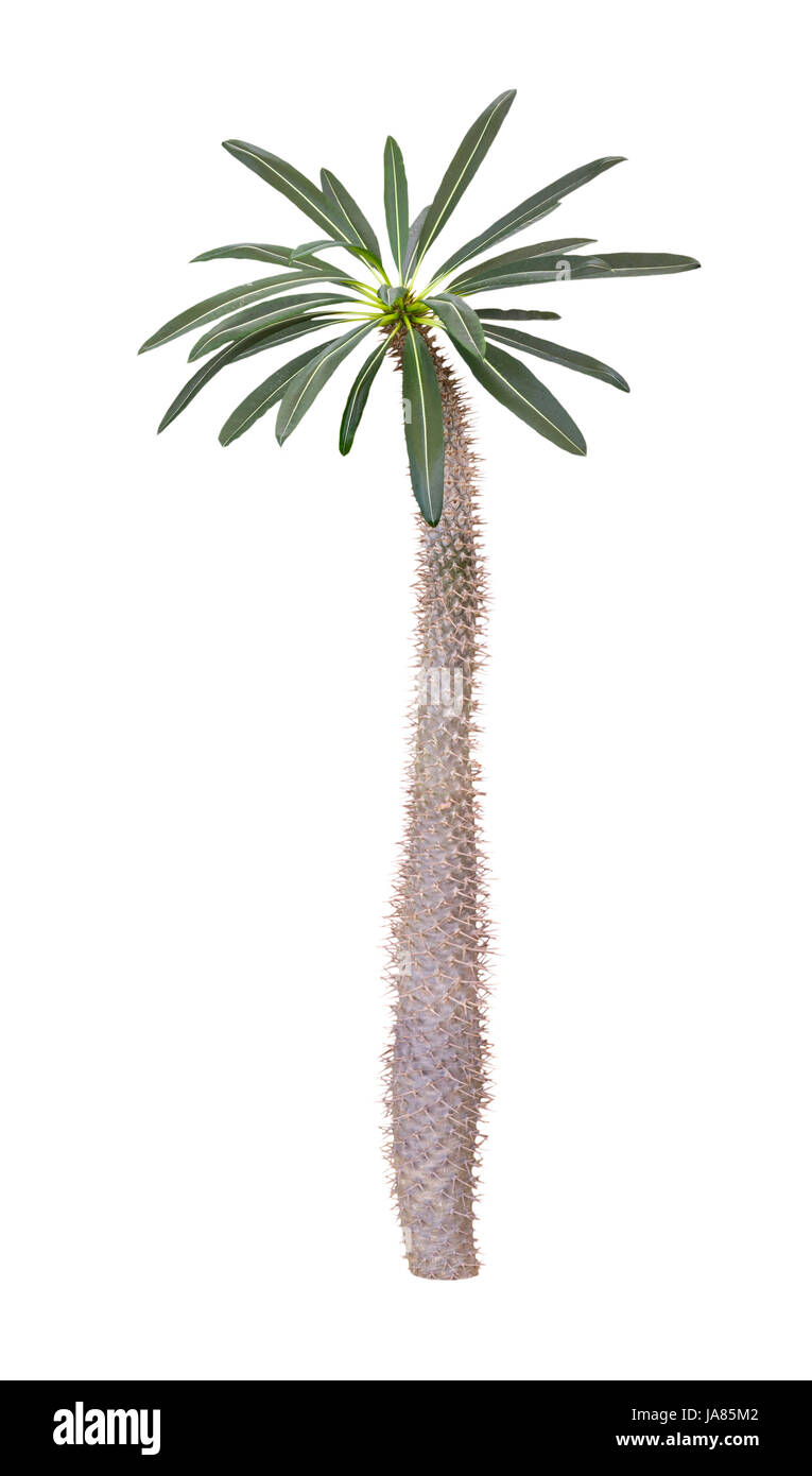 isolated, tree, prickly, tropical, arid, slim, sligth, lean, gaunt ...