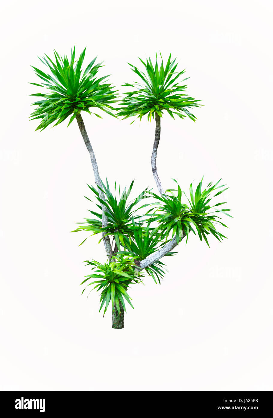 leaf, isolated, tree, stalk, stem, palm, yucca, plant, nature, leaf ...