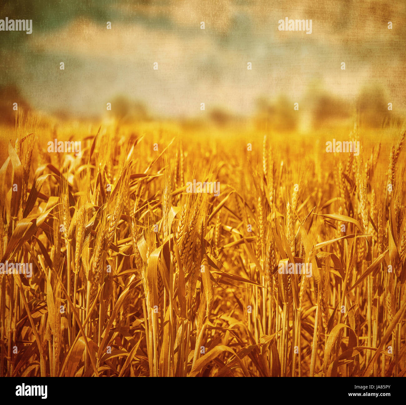 field, harvest, wheat, season, landscape, scenery, countryside, nature ...