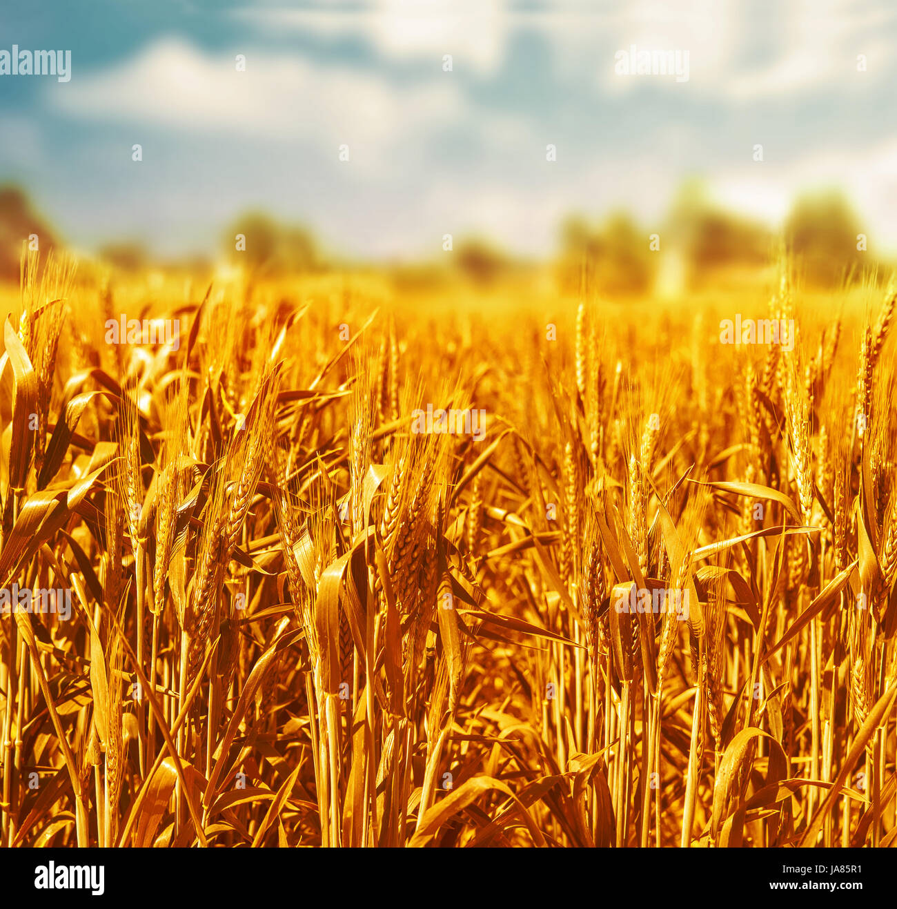 field, harvest, wheat, season, landscape, scenery, countryside, nature ...