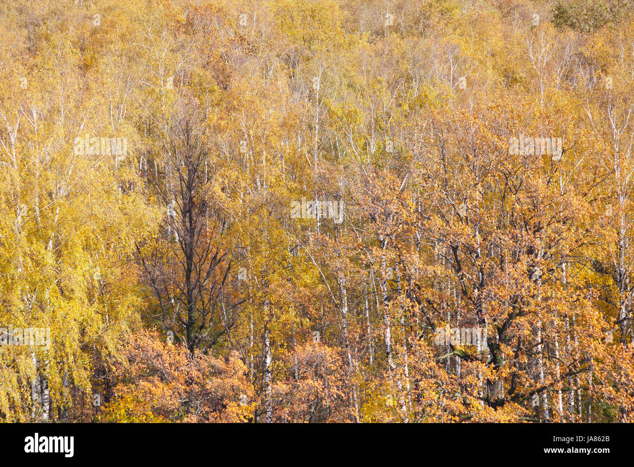 leaf, tree, park, wood, trunk, deciduous tree, oak, outdoor, sight ...