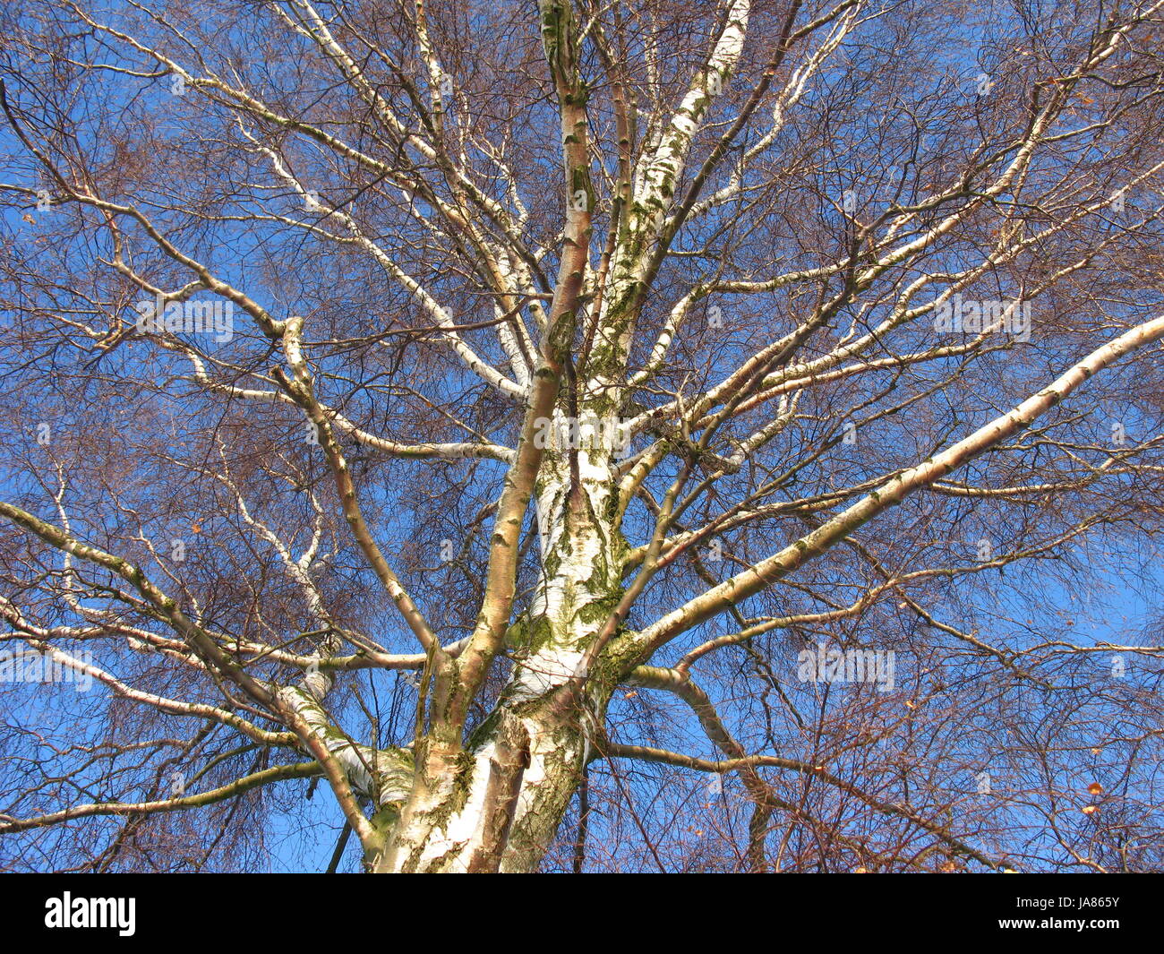tree, winter, deciduous tree, botany, branch, bark, seasons, birch ...