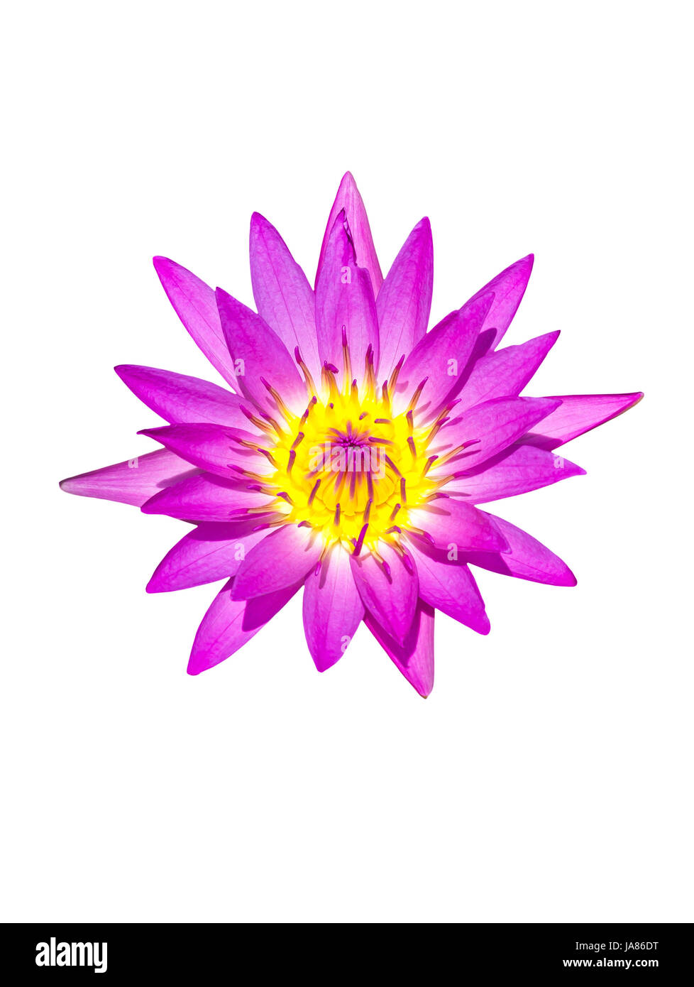 flower, plant, bloom, blossom, flourish, flourishing, flora, lotus ...