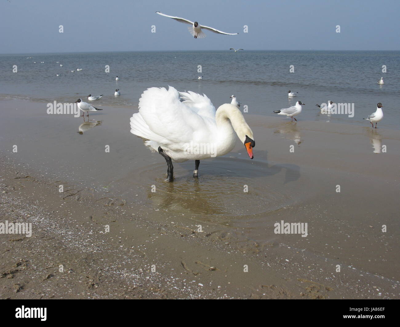 bird, animals, beach, seaside, the beach, seashore, swan, birds, water ...