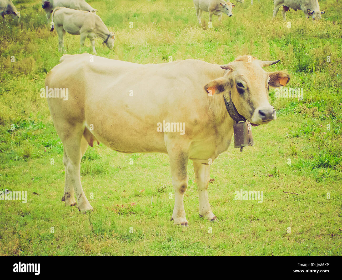 animals, cow, bell, farm, cows, cattle, image, photo, picture, copy ...