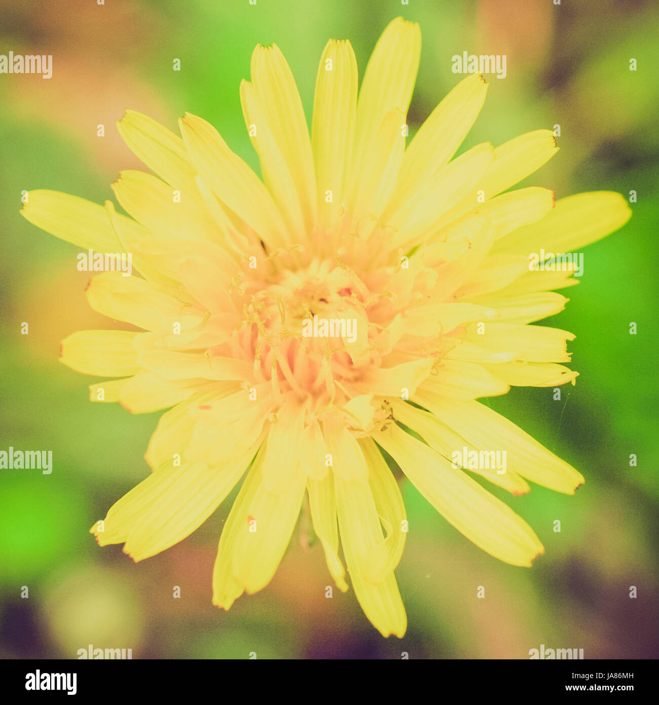 Picture chicory flower hi-res stock photography and images - Alamy