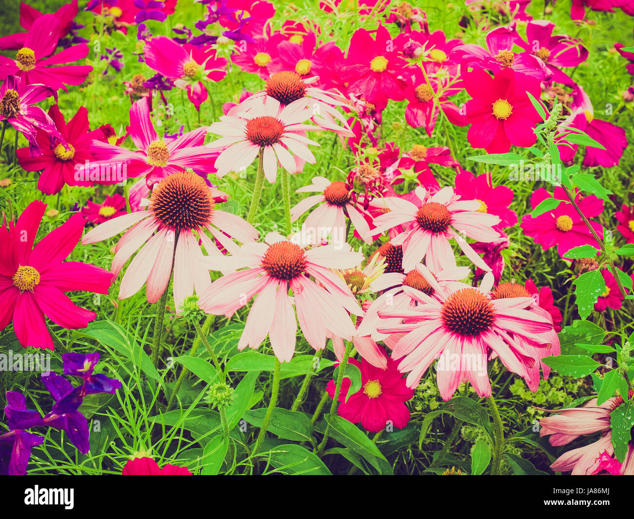 daisy, common, conjunct, flower, plant, vintage, look, glancing, see ...