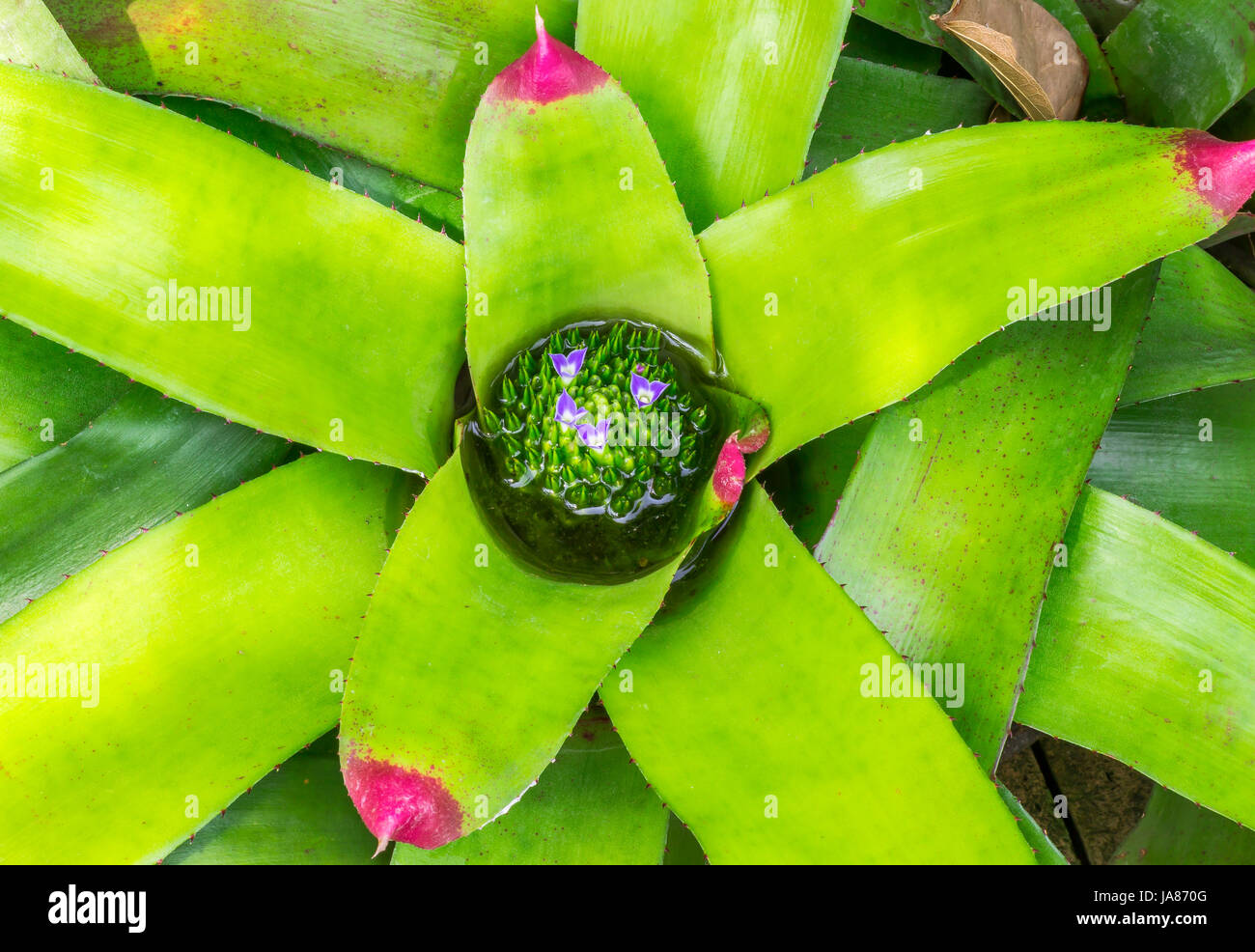 leaf, flower, plant, flora, bunch, botanical, backdrop, background ...