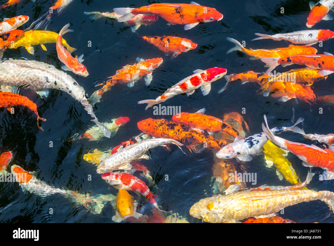 animal, pet, fish, goldfish, carp, aquatic, swimming, swiming, swim ...