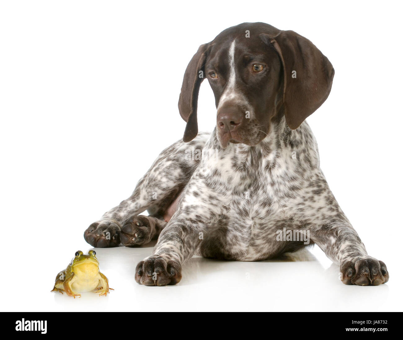 dog and a bullfrog - german shorthaired pointer looking at bullfrog ...