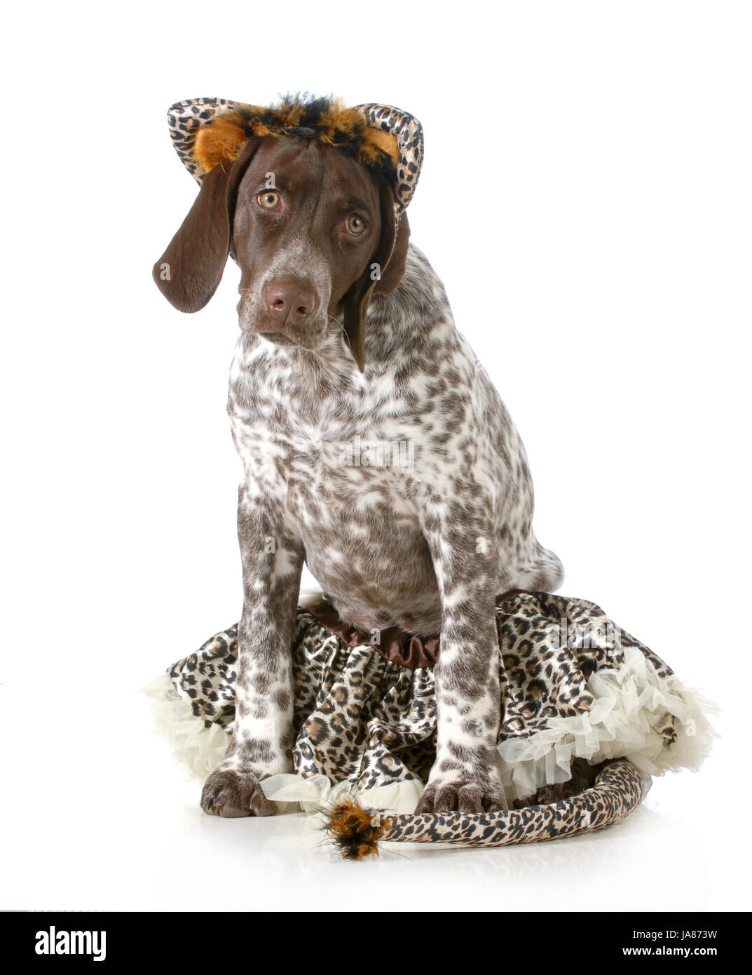 Black dog profile closeup Cut Out Stock Images & Pictures - Alamy