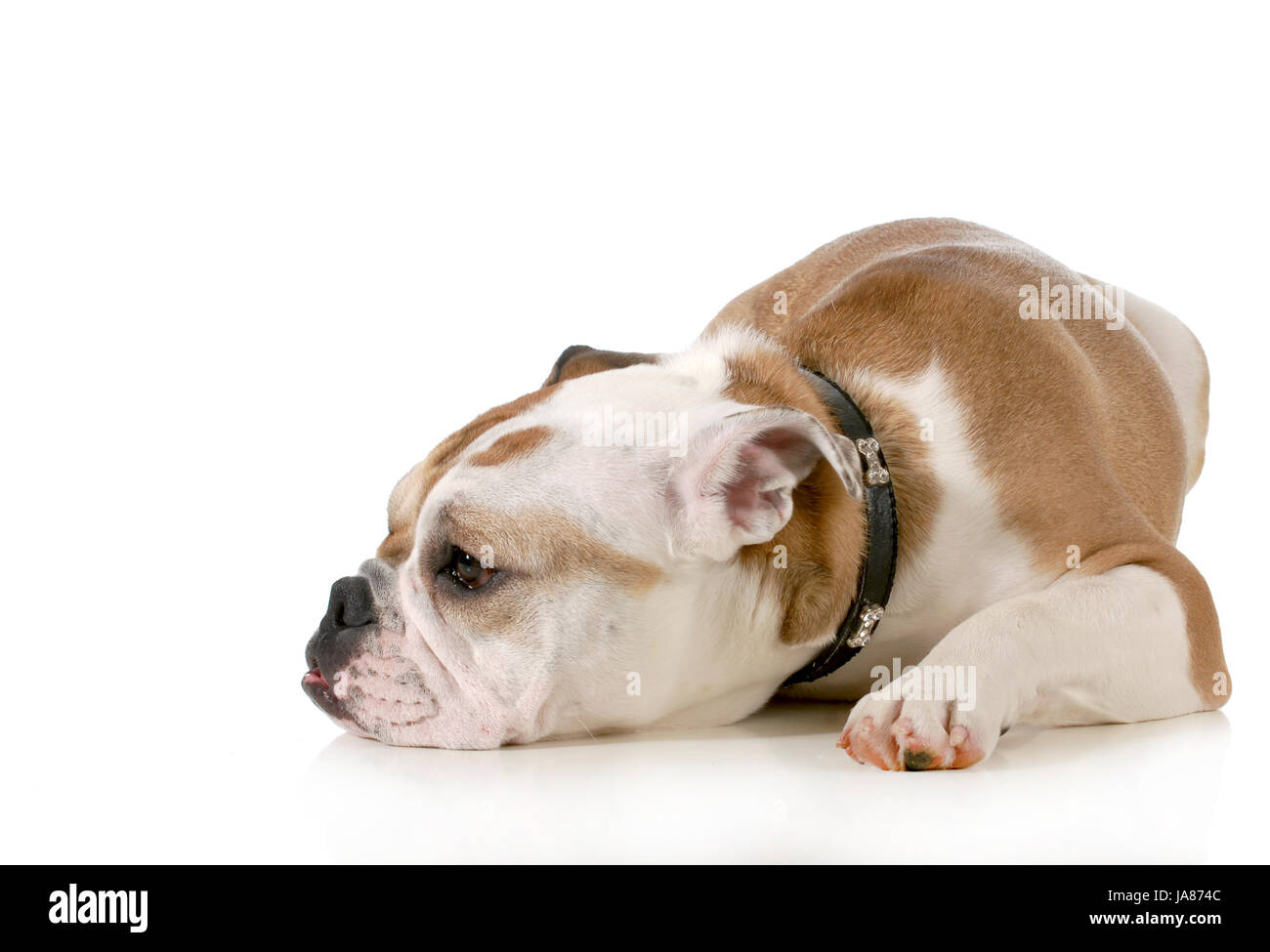 Pleading animal hi-res stock photography and images - Alamy