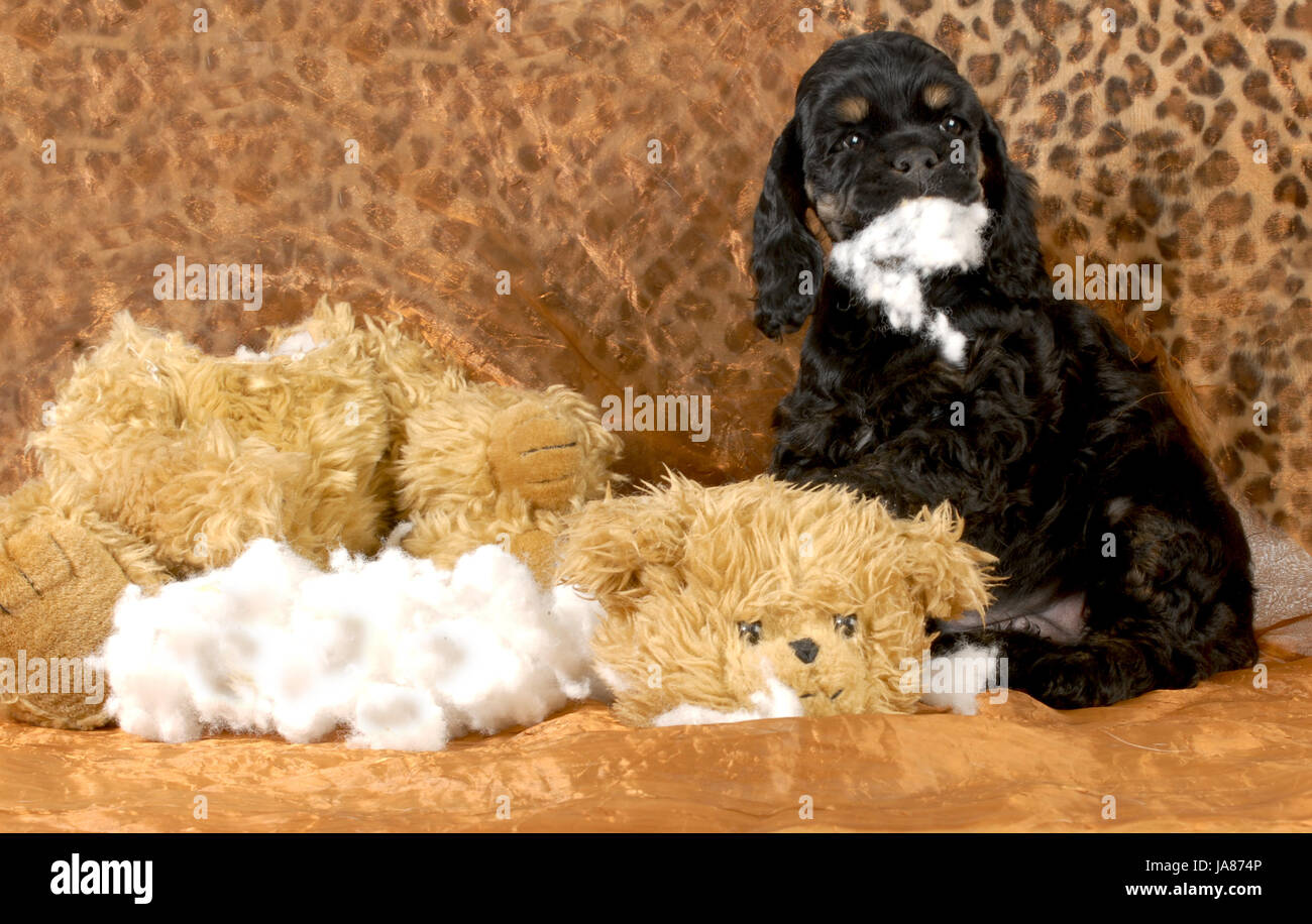 single, game, tournament, play, playing, plays, played, isolated, model ...