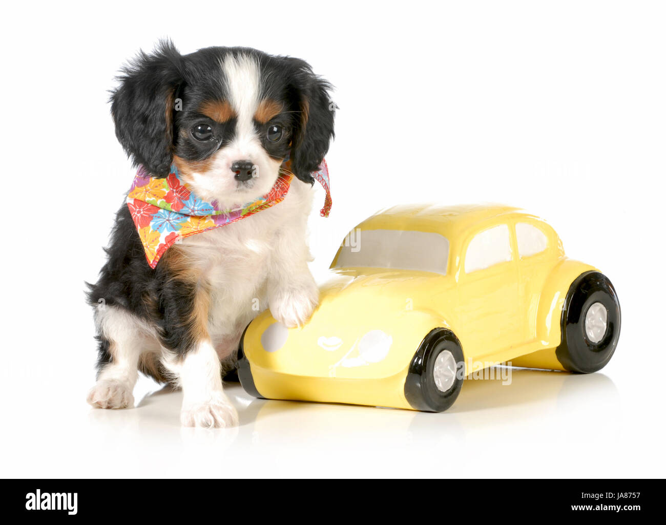 Humorous animal photo Cut Out Stock Images & Pictures - Alamy