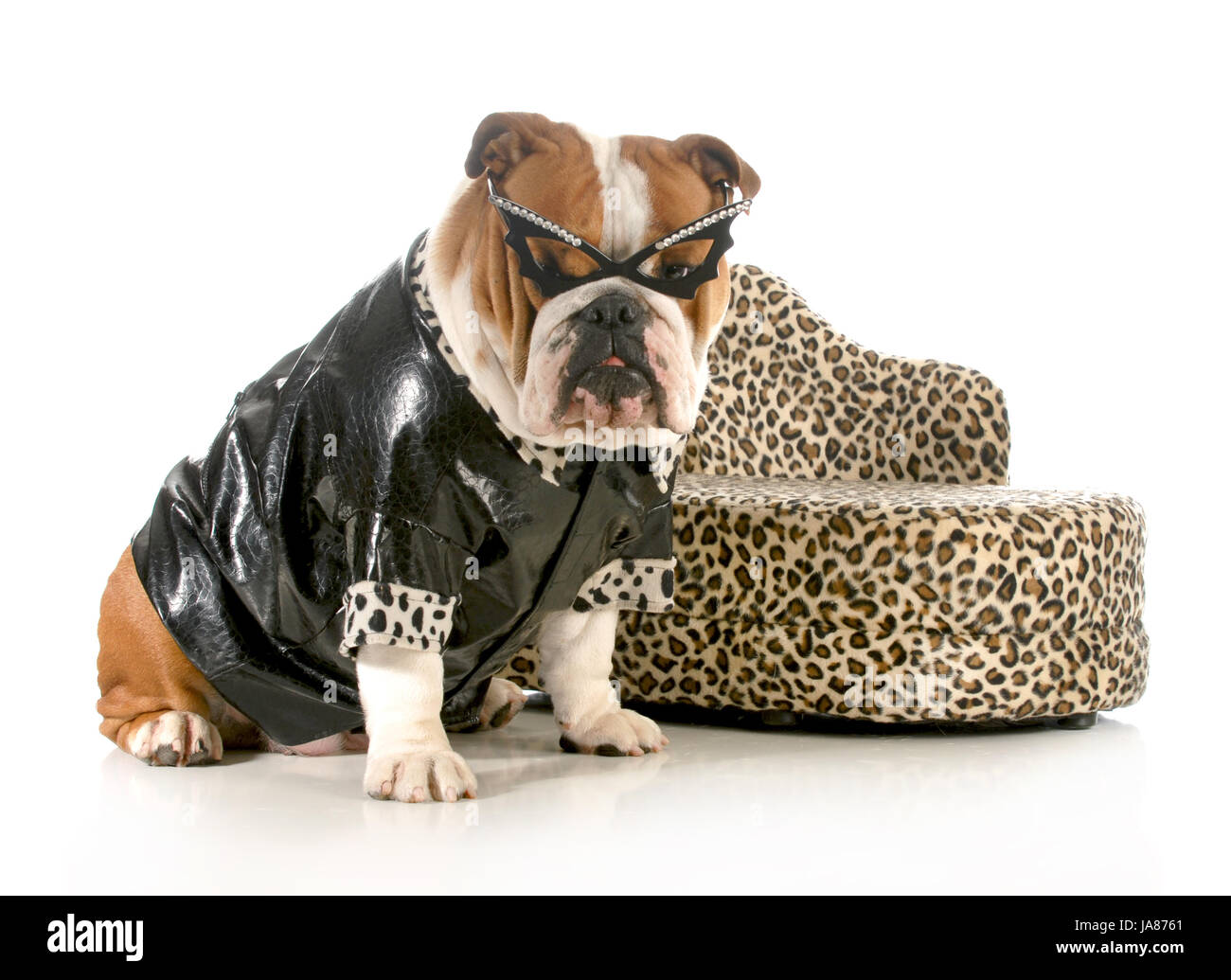 Diva cat Cut Out Stock Images & Pictures - Alamy