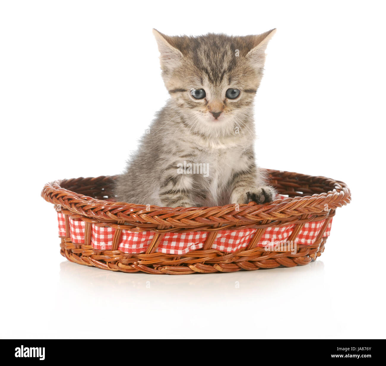 isolated, animal, pet, portrait, look, glancing, see, view, looking ...