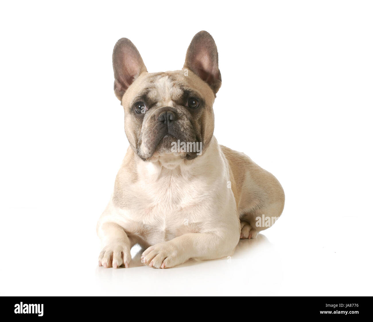 french bulldog laying down isolated on white background Stock Photo - Alamy