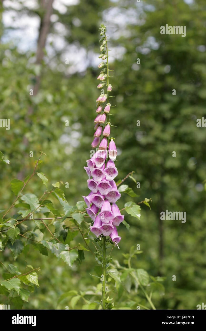 thimble, digitalis, medicinal plant, flower, plant, bloom, blossom ...