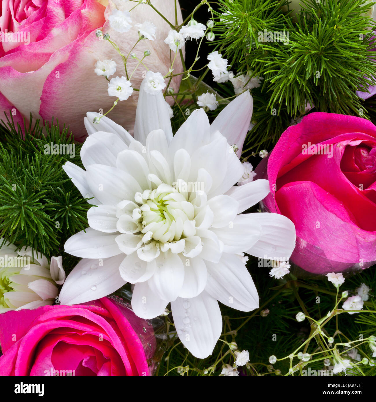 flower, plant, bloom, blossom, flourish, flourishing, raindrop, drop ...