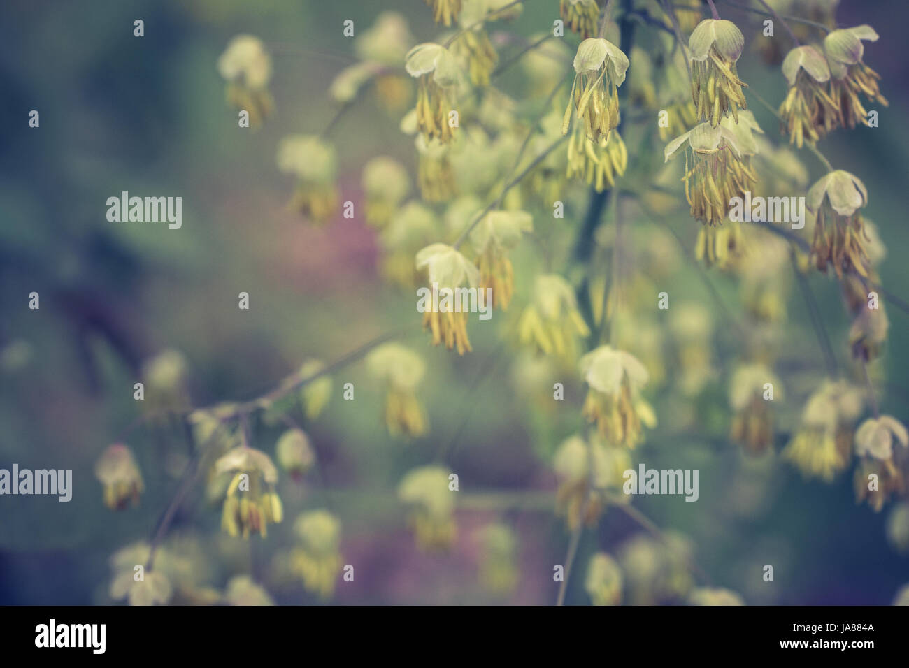 Quicksilver weed hi-res stock photography and images - Alamy