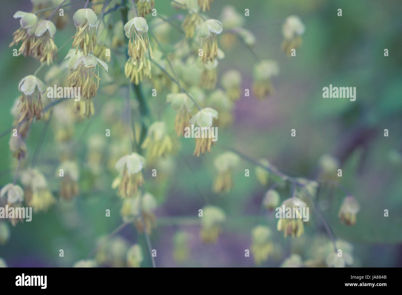 Quicksilver weed hi-res stock photography and images - Alamy