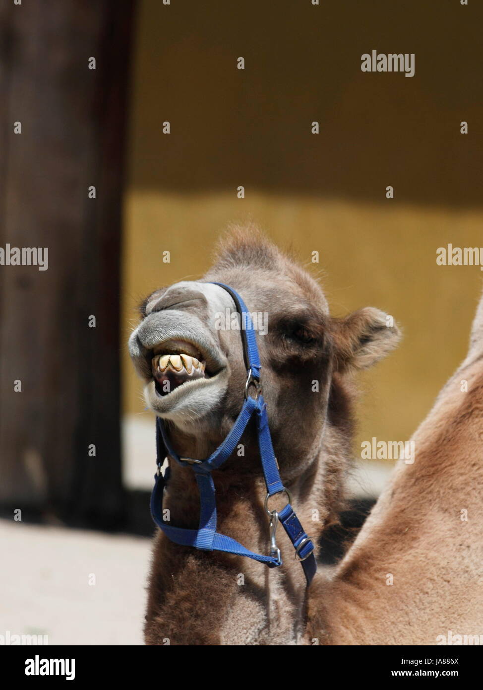 Sahara kamel hi-res stock photography and images - Alamy