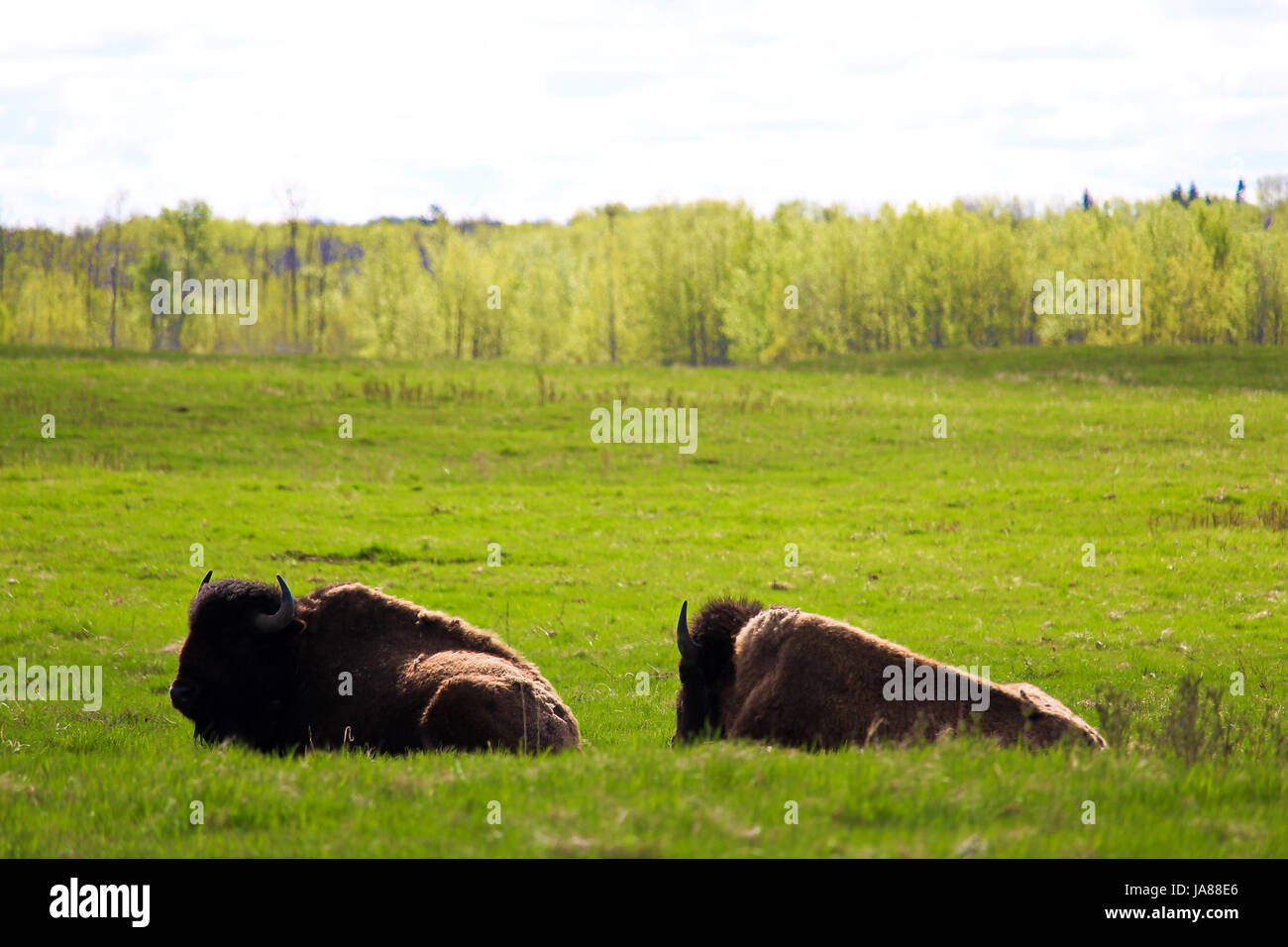 Two bison resting in Elk Island National Park Alberta Canada Stock ...